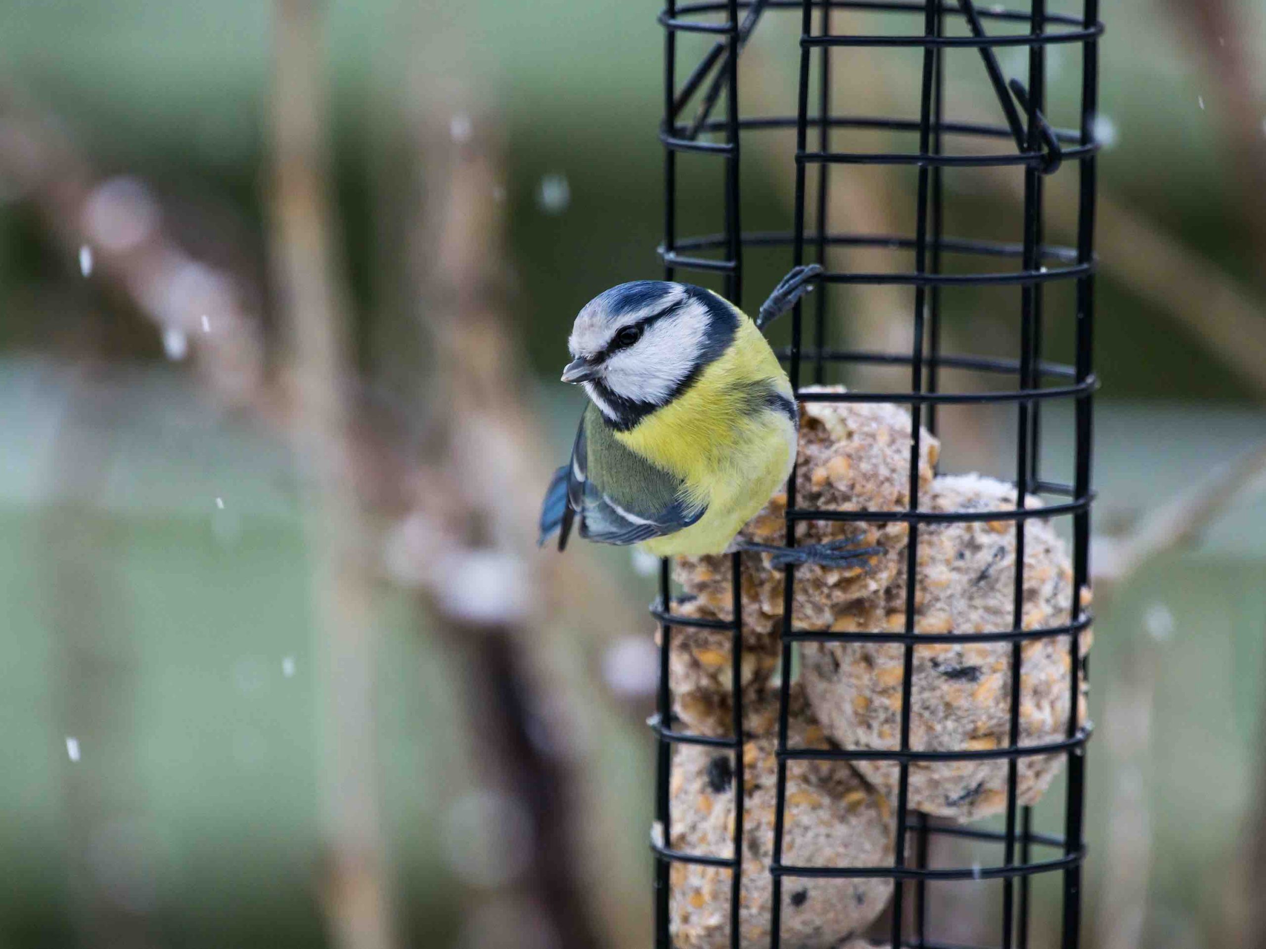 Nourris les oiseaux en hiver | Milan jeunesse | Milan Jeunesse