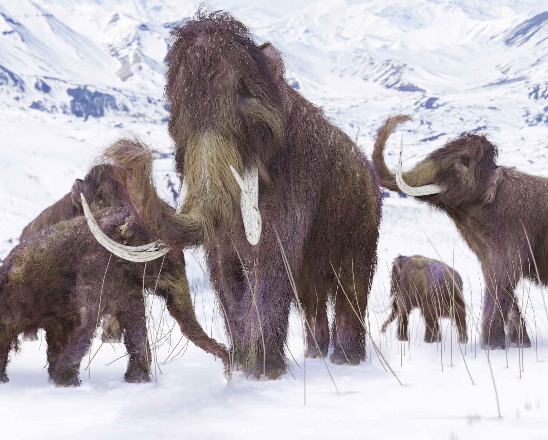 Le mammouth bientôt ressuscité ! | Milan jeunesse | Milan Jeunesse