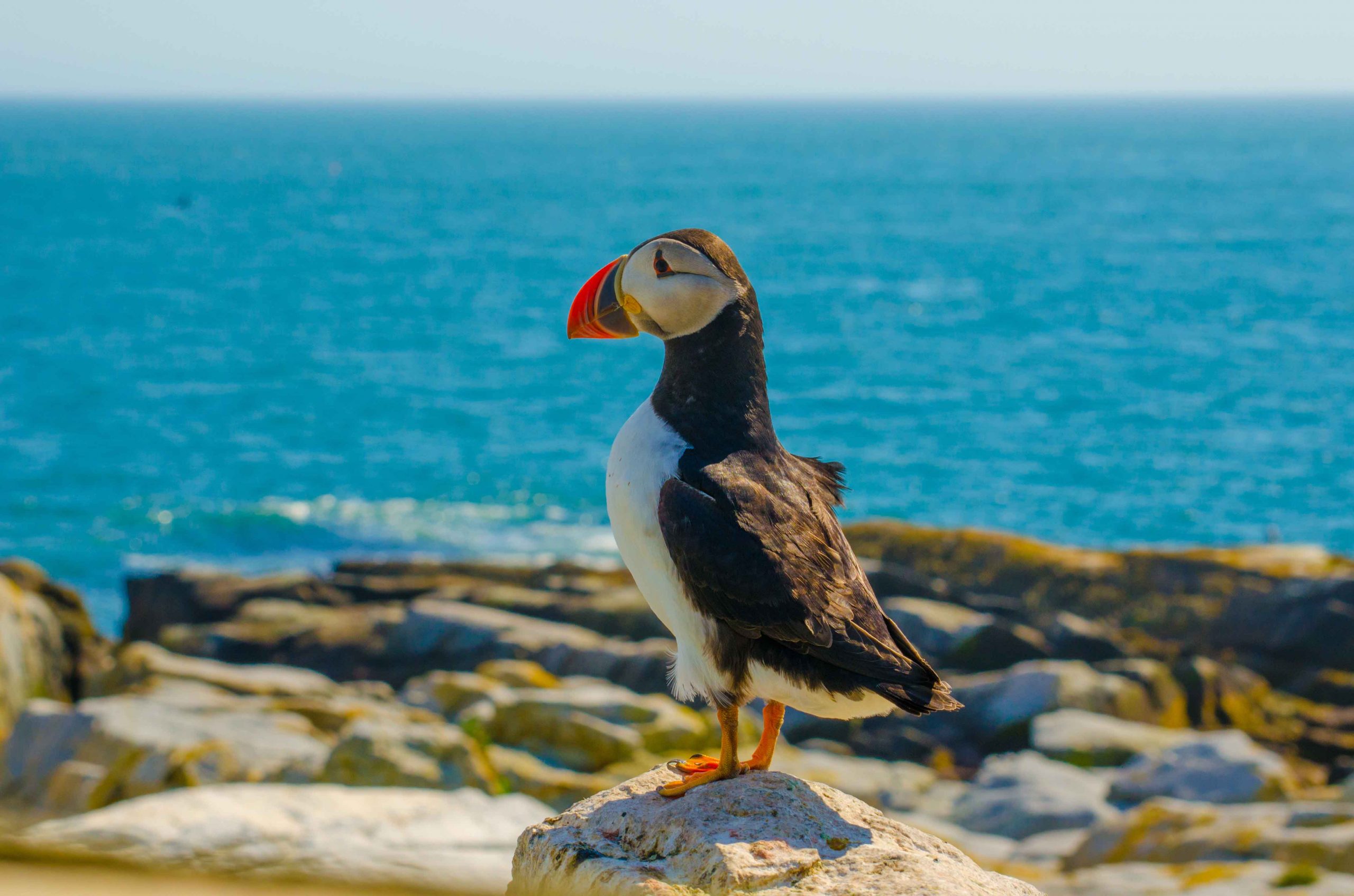 Le macareux moine, un oiseau remarquable | Milan jeunesse | Milan Jeunesse