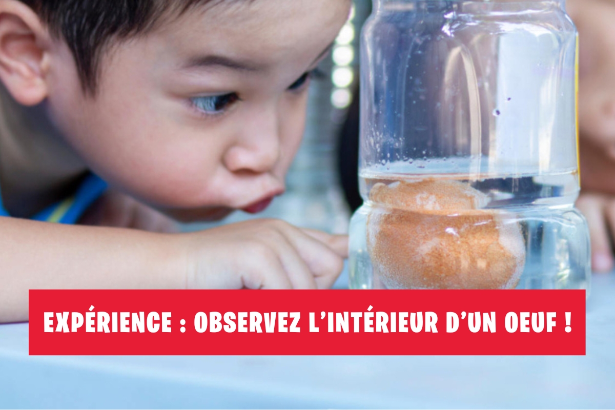 Expérience nature : faites disparaître la coquille d'un œuf ! | Milan ...