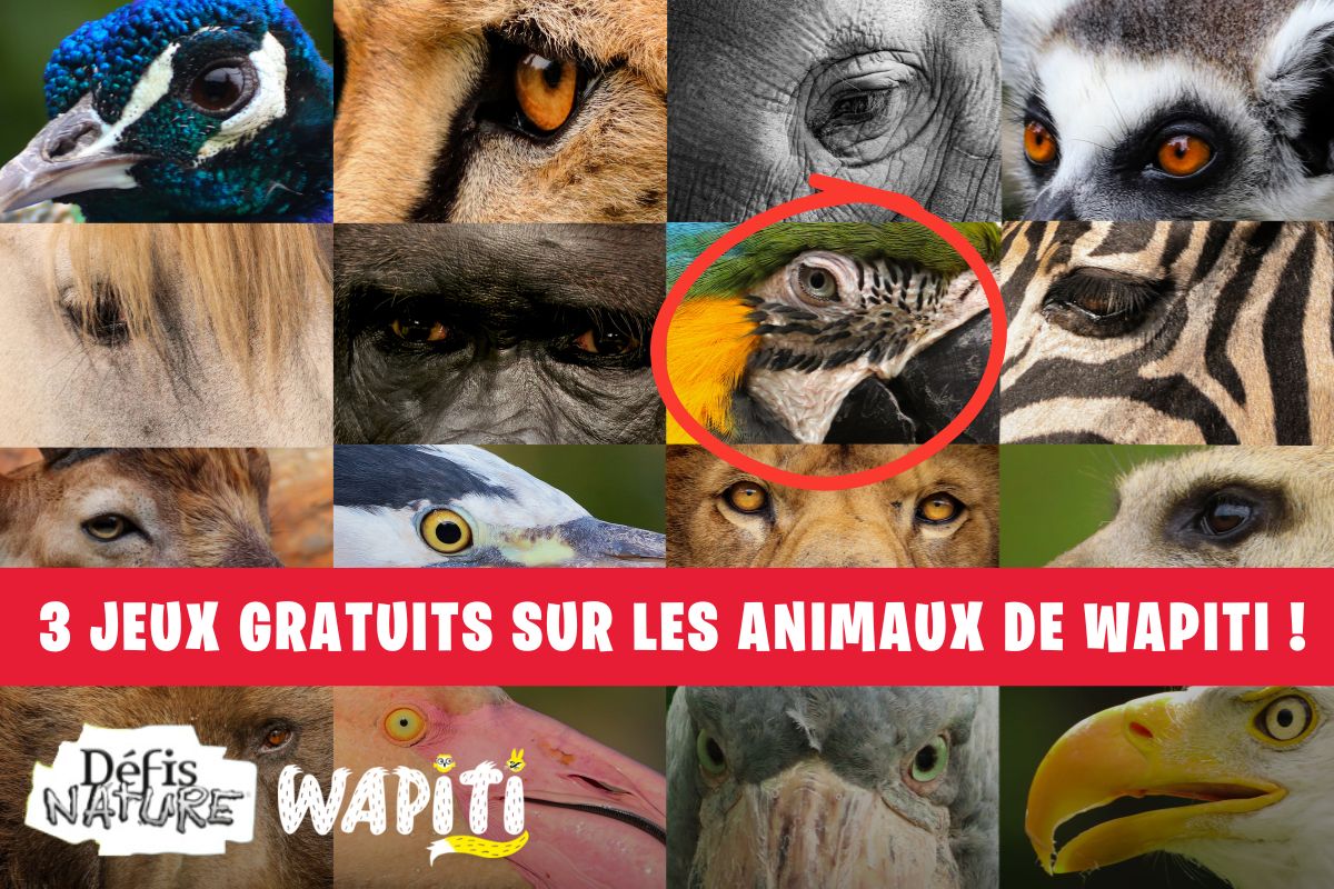 Cherche et trouve les animaux de Wapiti HS Défis Nature ! | Milan ...