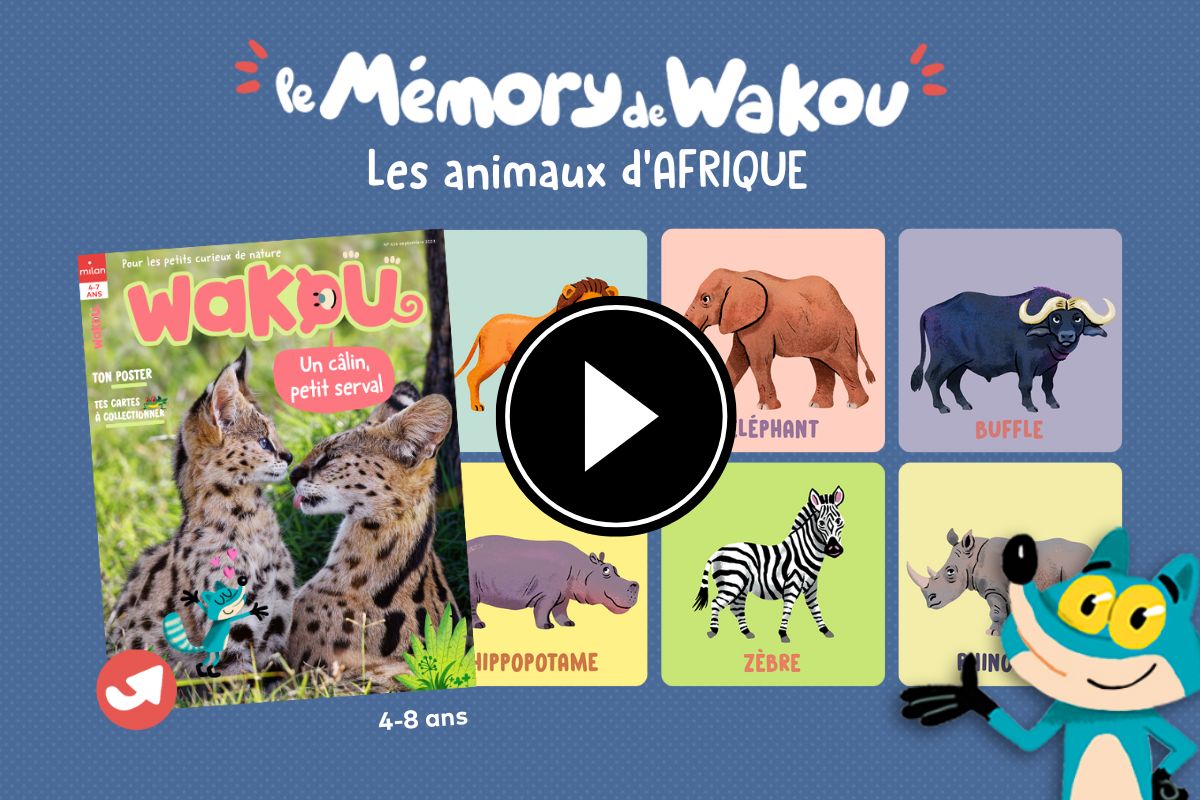 Memory : les animaux d'Afrique ! | Milan jeunesse