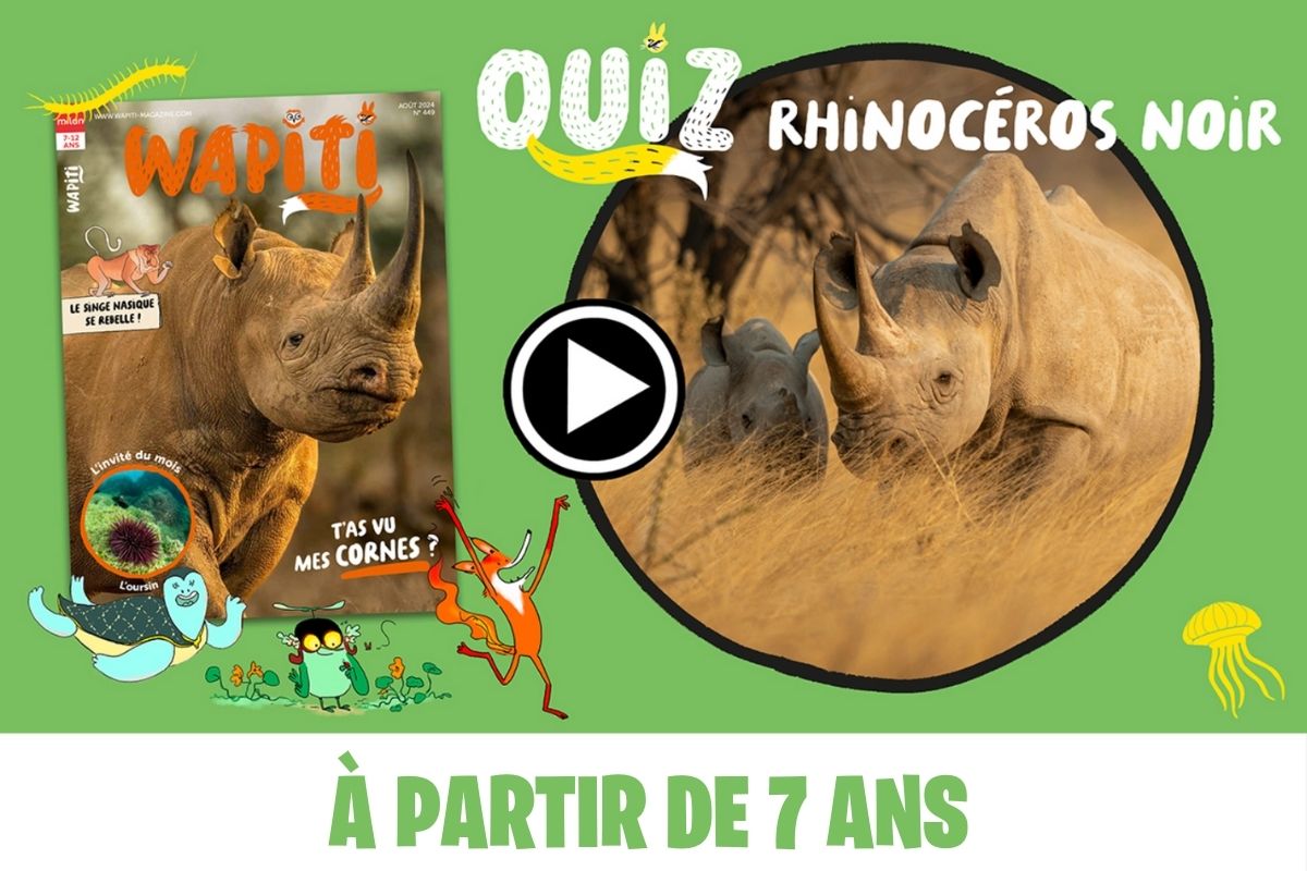 Quiz Wapiti sur le Rhinocéros noir ! | Milan jeunesse | Milan Jeunesse