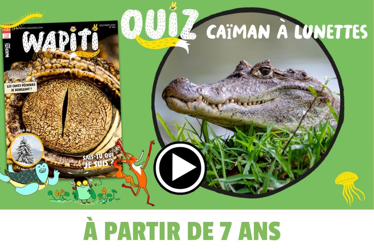 Quiz Wapiti : le caïman ! | Milan jeunesse | Milan Jeunesse