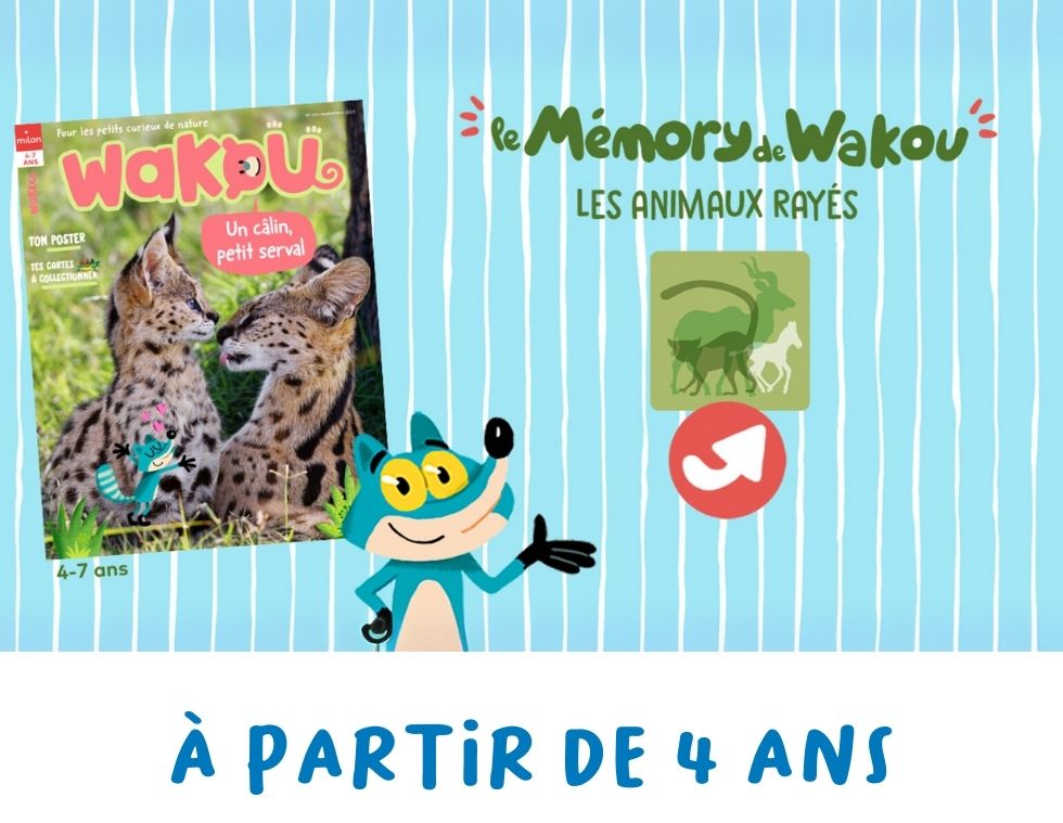 Memory : les animaux rayés ! | Milan jeunesse | Milan Jeunesse